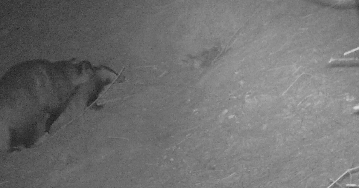 ‘Unieke beelden’ van parende dassen in Witharen, hongerige baby’s ...