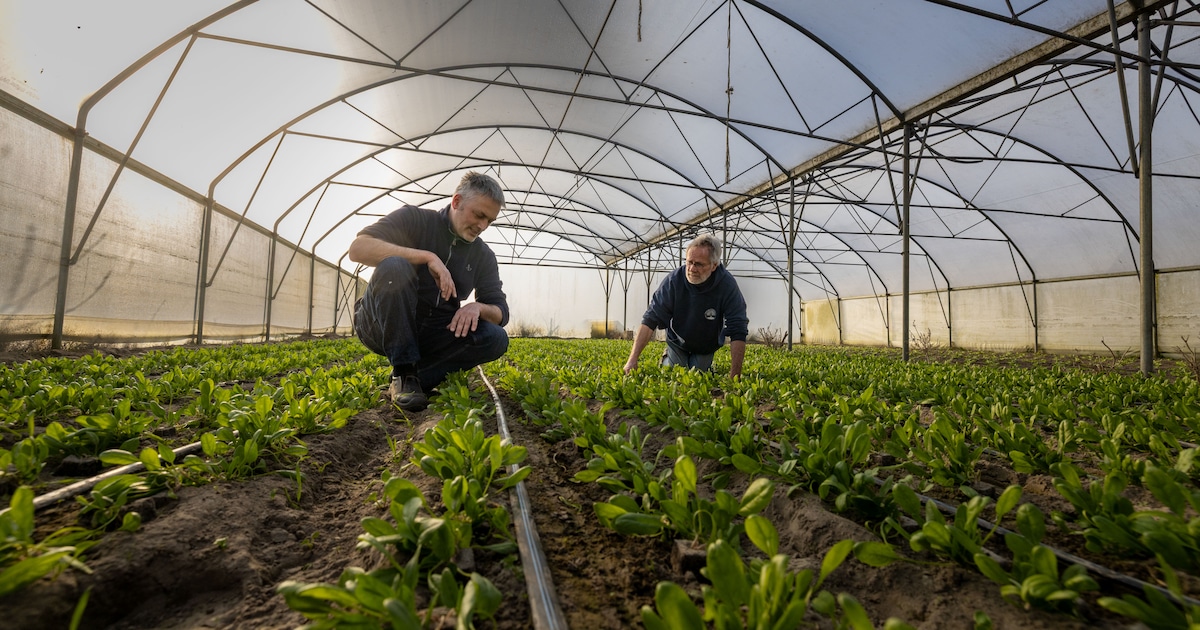 Drie bedrijven op één erf: de accountant vindt het niet leuk, maar voor ...