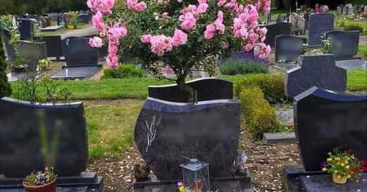 Rozenstruik geroofd van graf bij Wilp | Deventer | destentor.nl