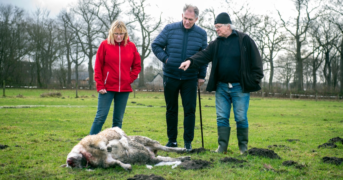 ‘Wolf’ bijt drachtig schaap vlak naast woning dood: ‘Ik zag het lam nog ...