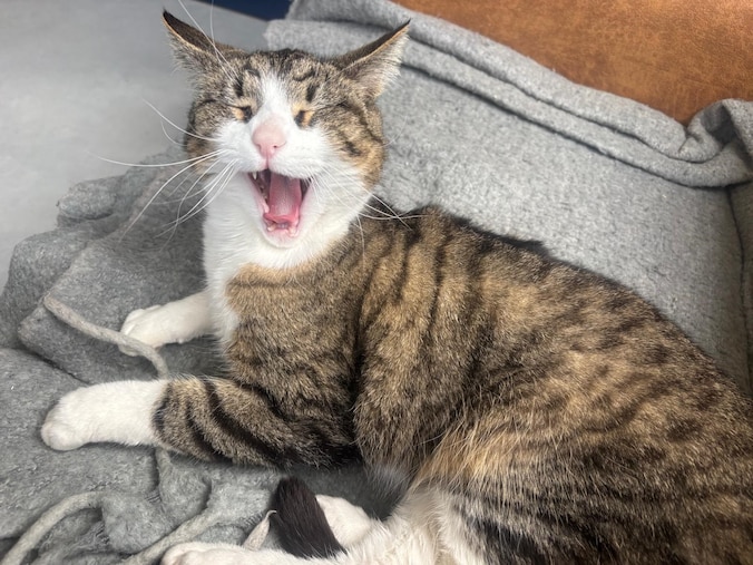Heb jij Simba, Joep of Tijger gezien? Deze 13 huisdieren worden in ...