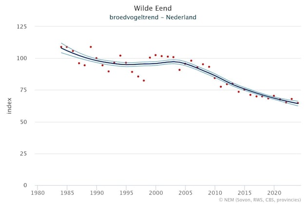 De wilde eend heeft het zwaar in Nederland, de eendenkorf kan helpen ...
