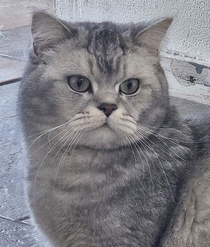 Heb jij In-djie, Coby of Buuf gezien? Deze drie huisdieren worden in ...