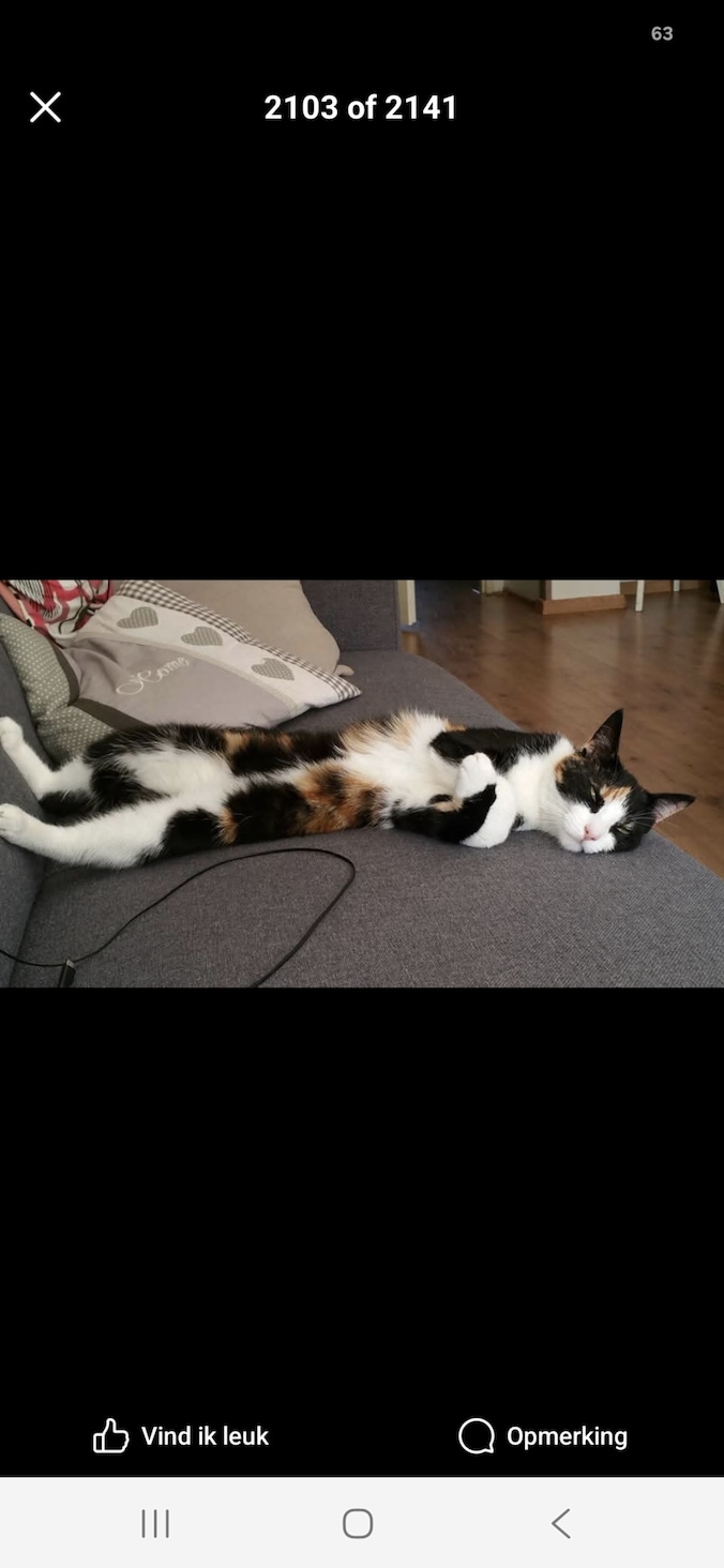 Heb jij Petra of Oreo bun bun gezien? Deze twee huisdieren worden in ...