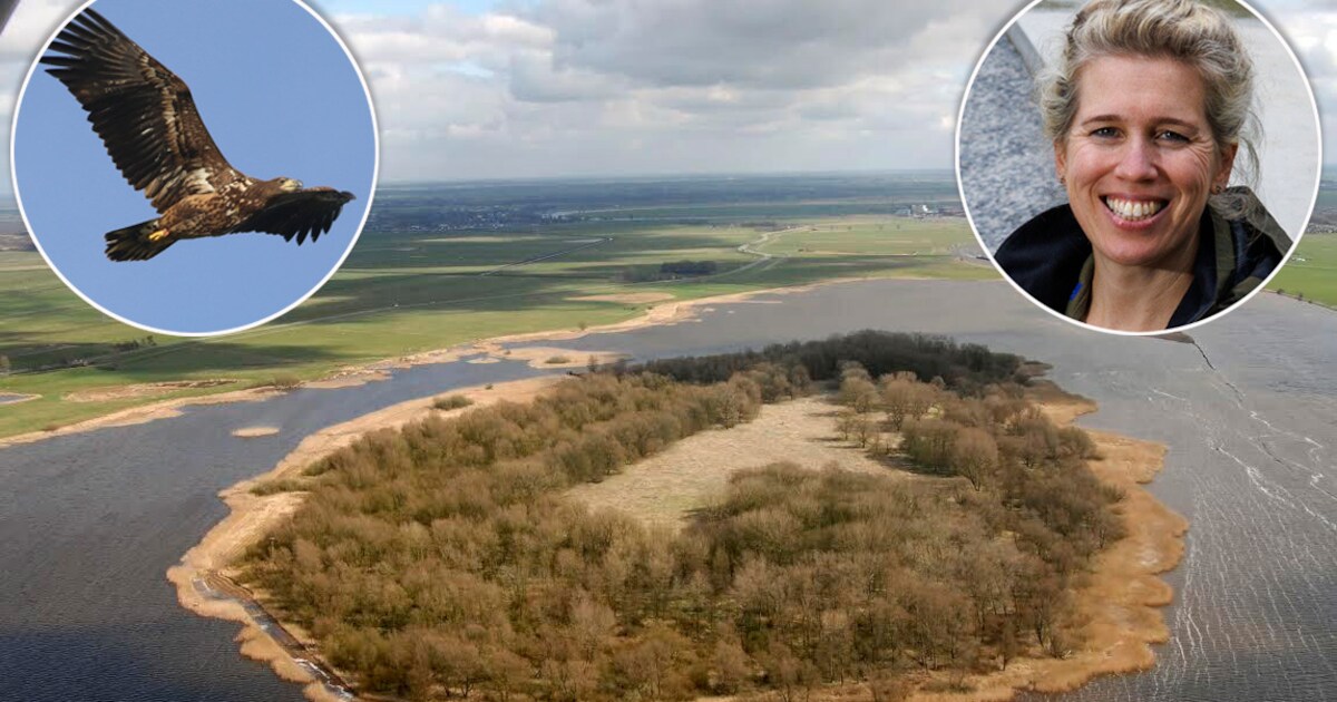 Nergens in Nederland broeden zoveel zeearenden als rond het Zwarte Meer ...