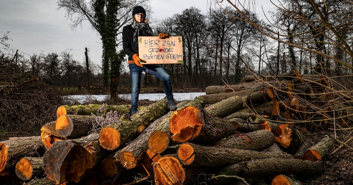 Deventer kapt alweer met milder kapbeleid: bomen - ook gezonde - gaan ...