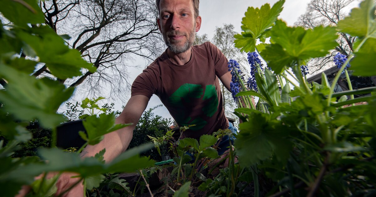 Alex uit Deventer speelt in op groenetuinenrage: ‘Laat de natuur meer ...