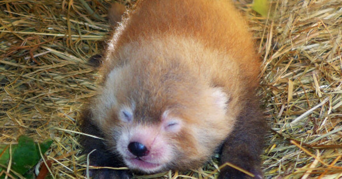 Zeldzame rode panda geboren in Beekse Bergen | Binnenland | destentor.nl