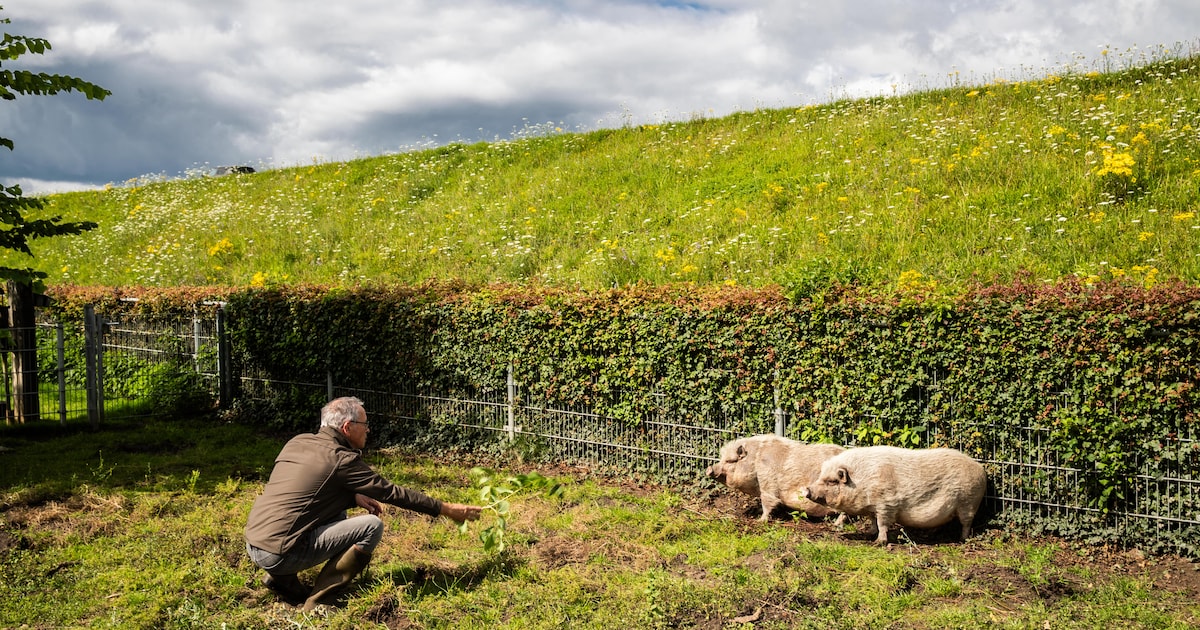 Dijkversterking treft kinderboerderij in Olst; wat gaat er gebeuren met ...