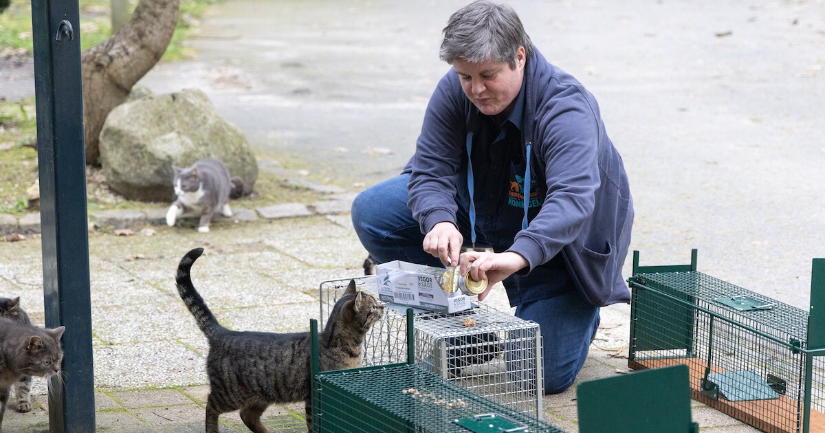 Astrid en vrijwilligers vangen 183 zwerfkatten: ‘We hebben weinig ...