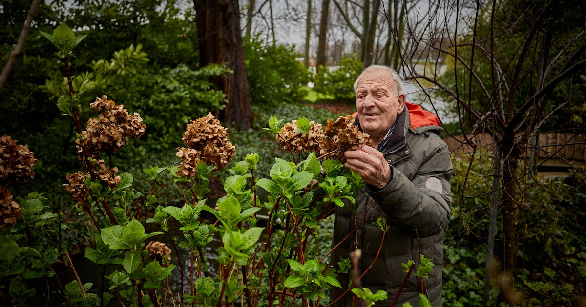 Piet (82) is nog steeds actief als hovenier: ‘Snoeien gaat nog prima ...