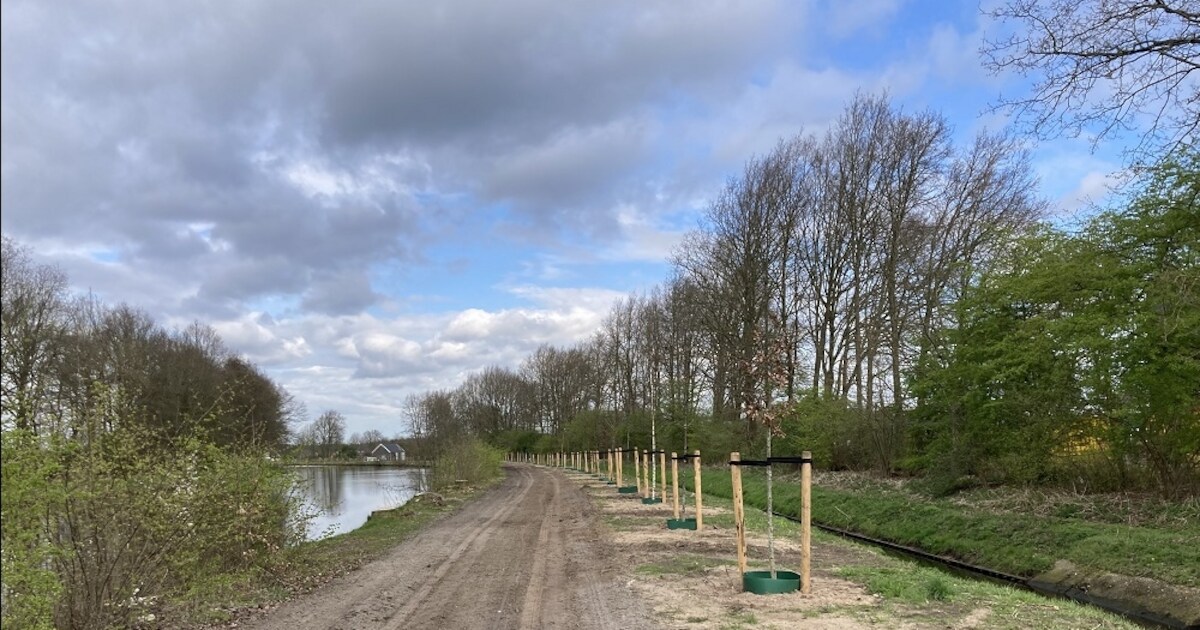 Om deze reden zijn maar liefst 430 bomen in Vroomshoop gekapt (en 60 ...