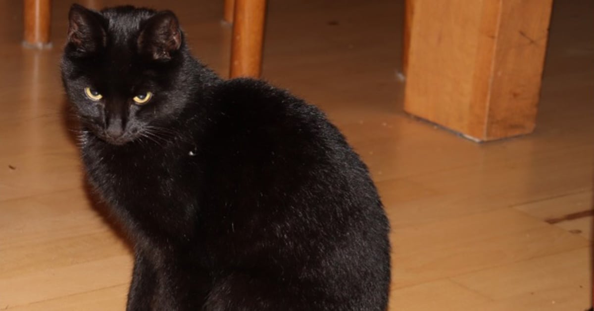 Er kwam een zwarte poes aan lopen die niet van mij is: wie mist haar ...