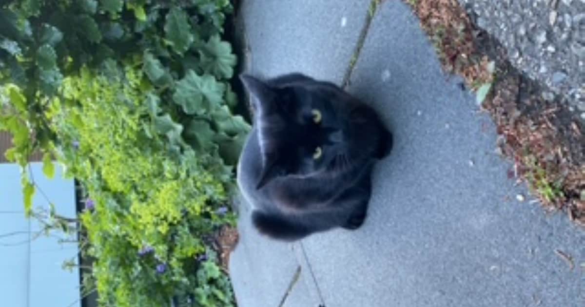Heb jij Freddie, Jennah of Marly gezien? Deze acht huisdieren worden in ...