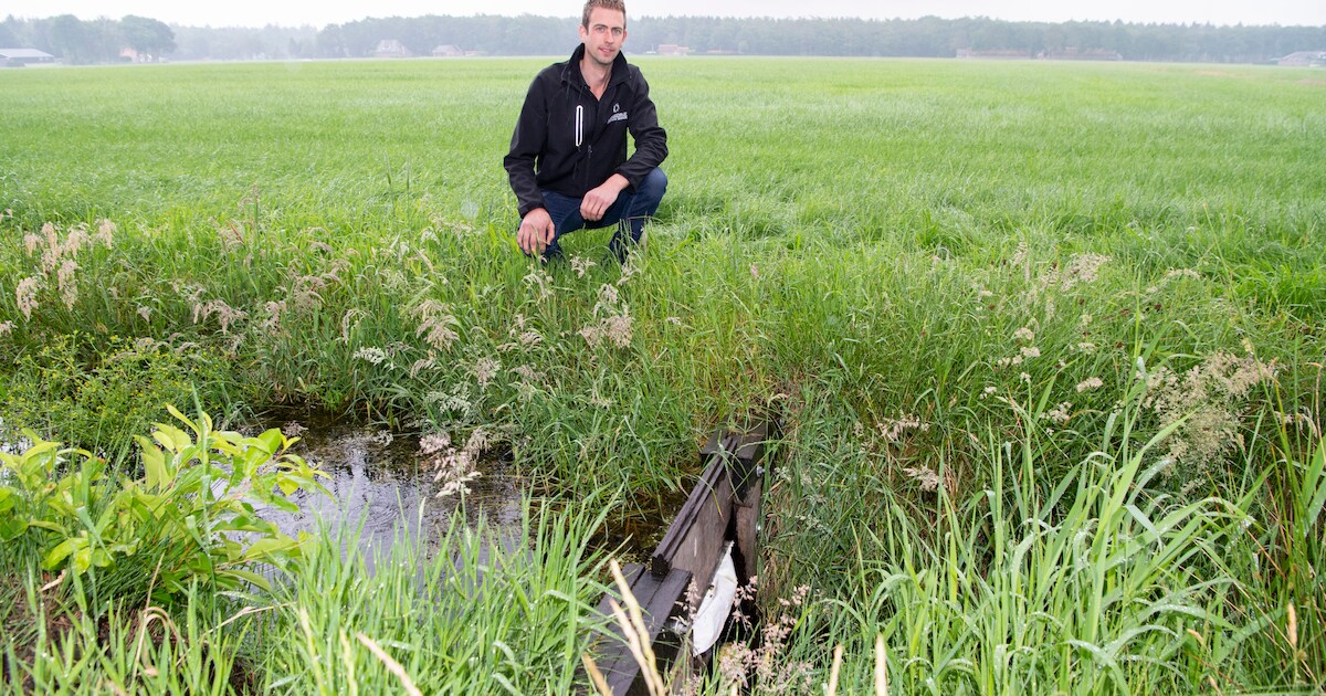 Zijn wormen tijdens kurkdroge zomers de redders voor de Vechtdalse ...