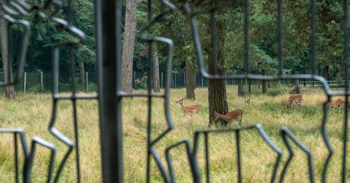Nu kiosk niet doorgaat, komt Epe met alternatief voor bezoekers van Hertenkamp | Epe | De Stentor.nl