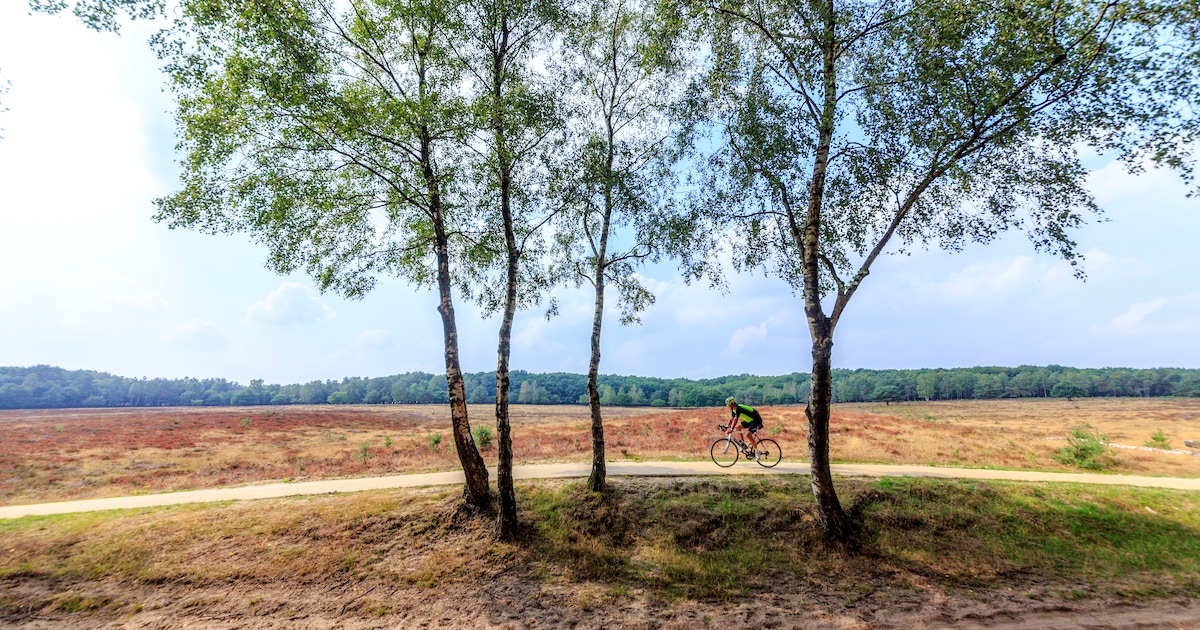 Veluwe blijft in trek bij Nederlanders, vooral waardering voor natuur ...