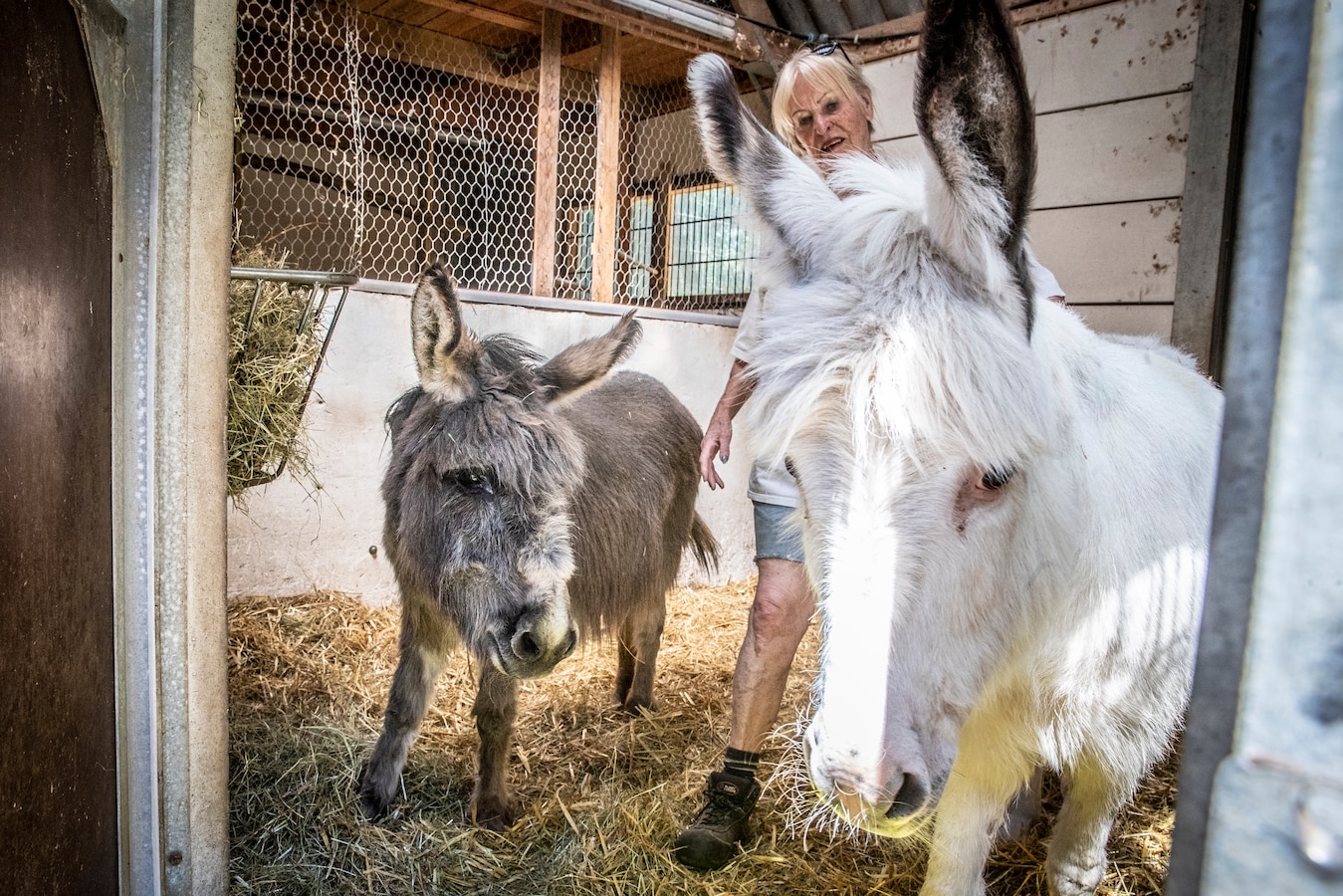 Kinderboerderij neemt afscheid van ‘oudste ezel van Nederland’ Basje ...