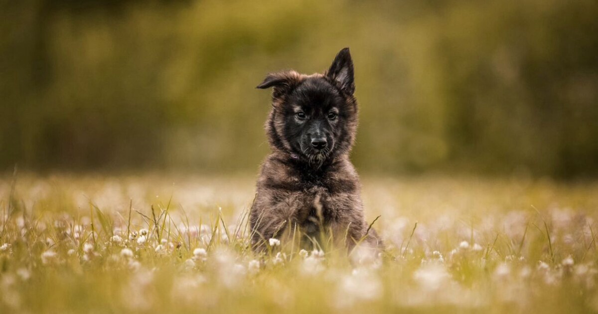 Moeder en dochter ruziën over puppy Thezz: vraag over wie het baasje is ...