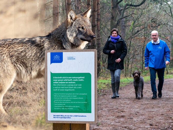 Géén wolvenhek in hondenbos: baasjes moeten zelf risico inschatten ...