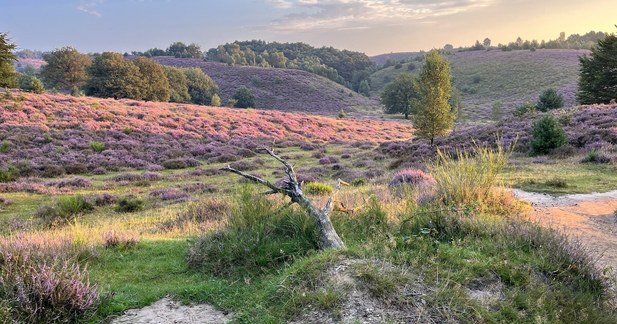 Geologische wandeling over de Posbank | Arnhem | De Stentor.nl