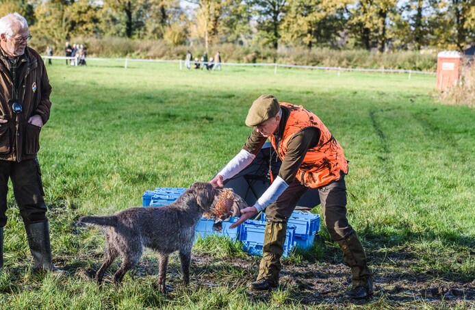 Nijverdaller Roel Neutel stuurt zijn Doeke het bos in. Waar komt de ...