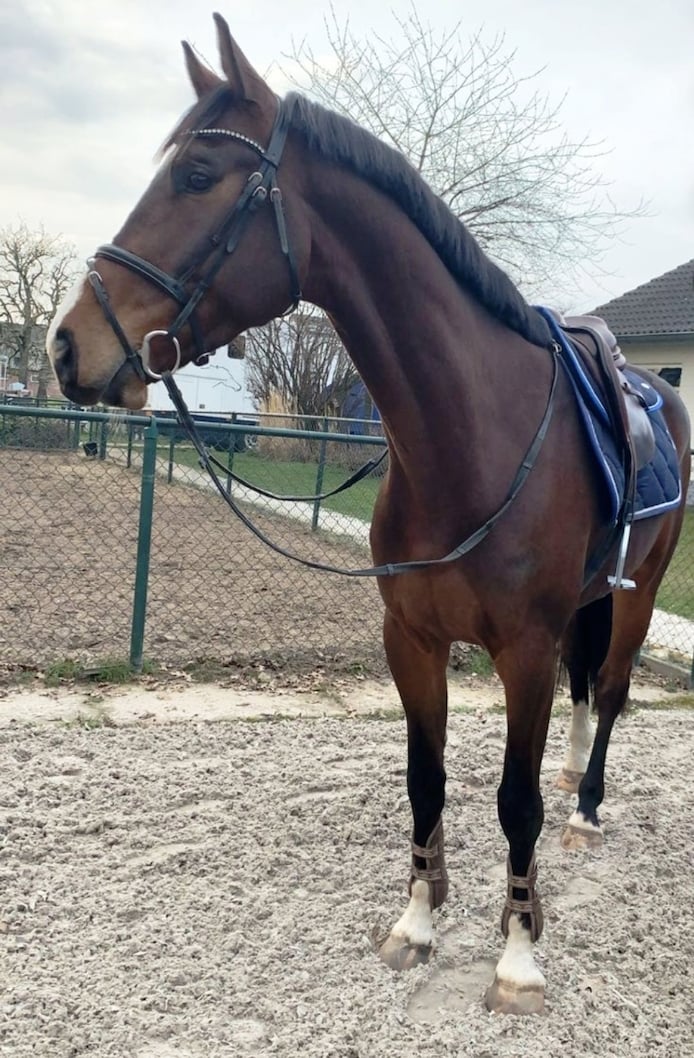 Paard kan niet naar wedstrijden door ruzie om paspoort: ‘Ze speelt een ...