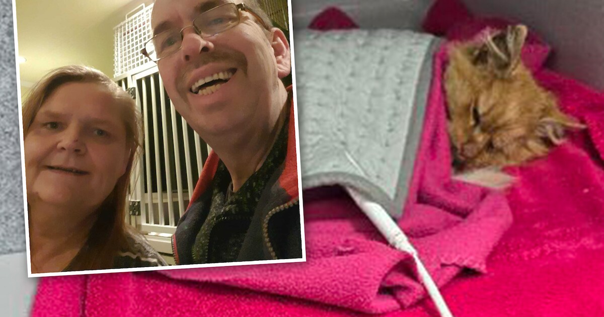 Kattenopvang van Agnes en Eric stopt na 18 jaar met pijn in het hart ...