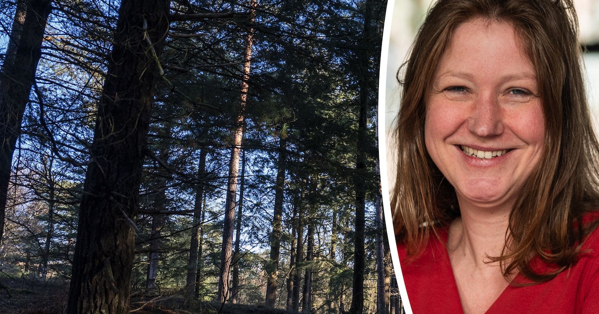 ‘Bomen kappen op de Veluwe om het woningtekort op te lossen is een ...