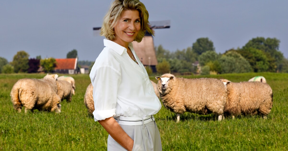Hartverscheurend is het om te horen hoe boeren hun schapen soms plots ...