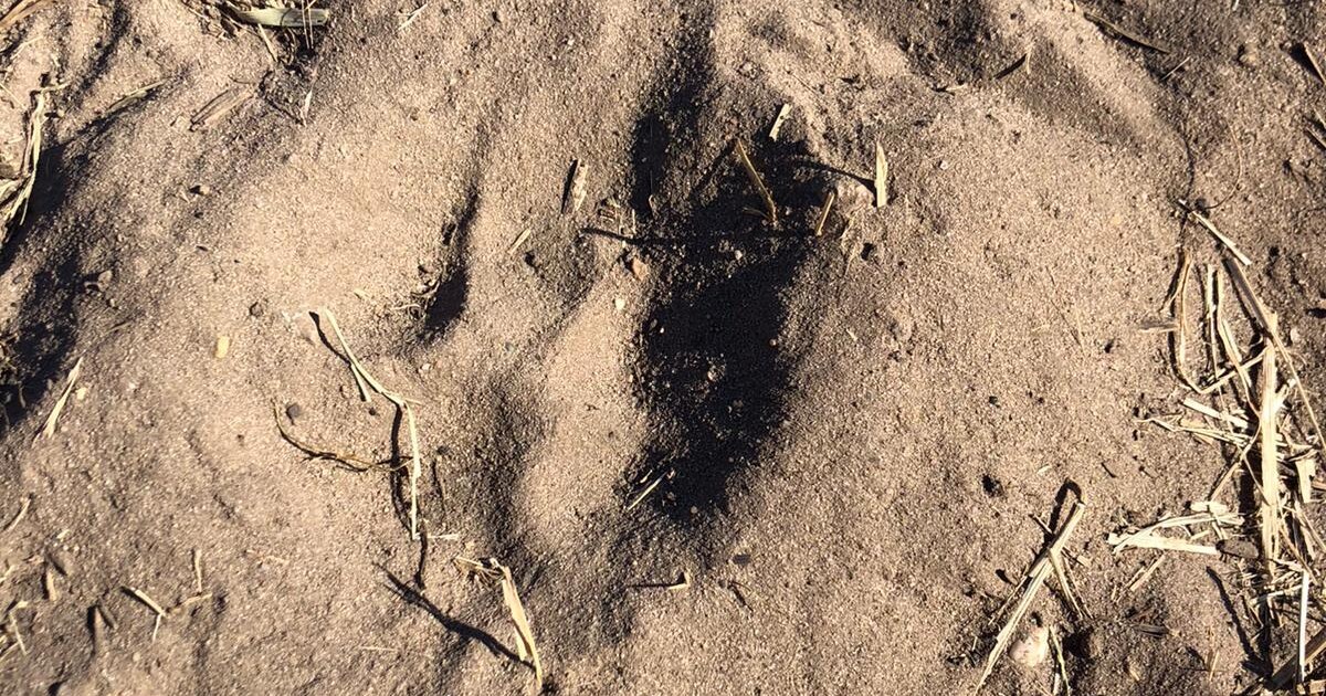 Experts twijfelen, maar boerin Dyon uit Epse zag echt een wolf haar ...