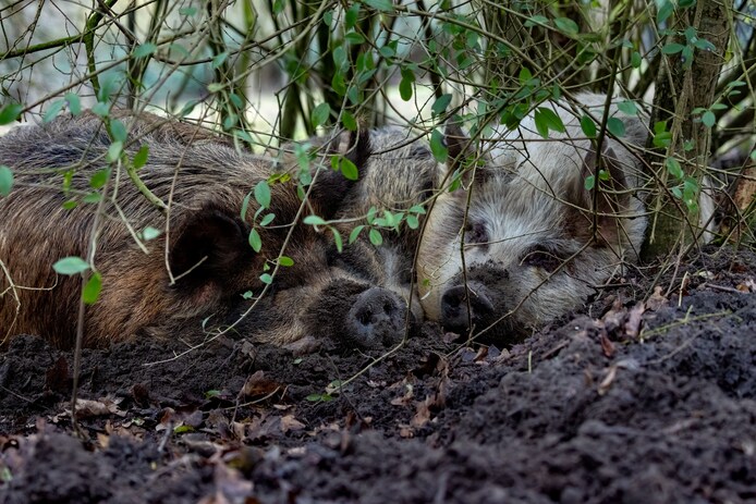 Gedumpte varkens krijgen nieuwe kans in ‘eigen’ bos | Dronten ...